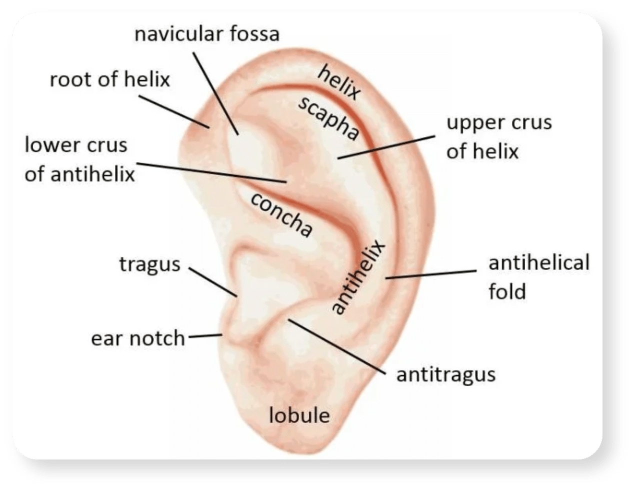 InfantEar for Parents - Infant Ear